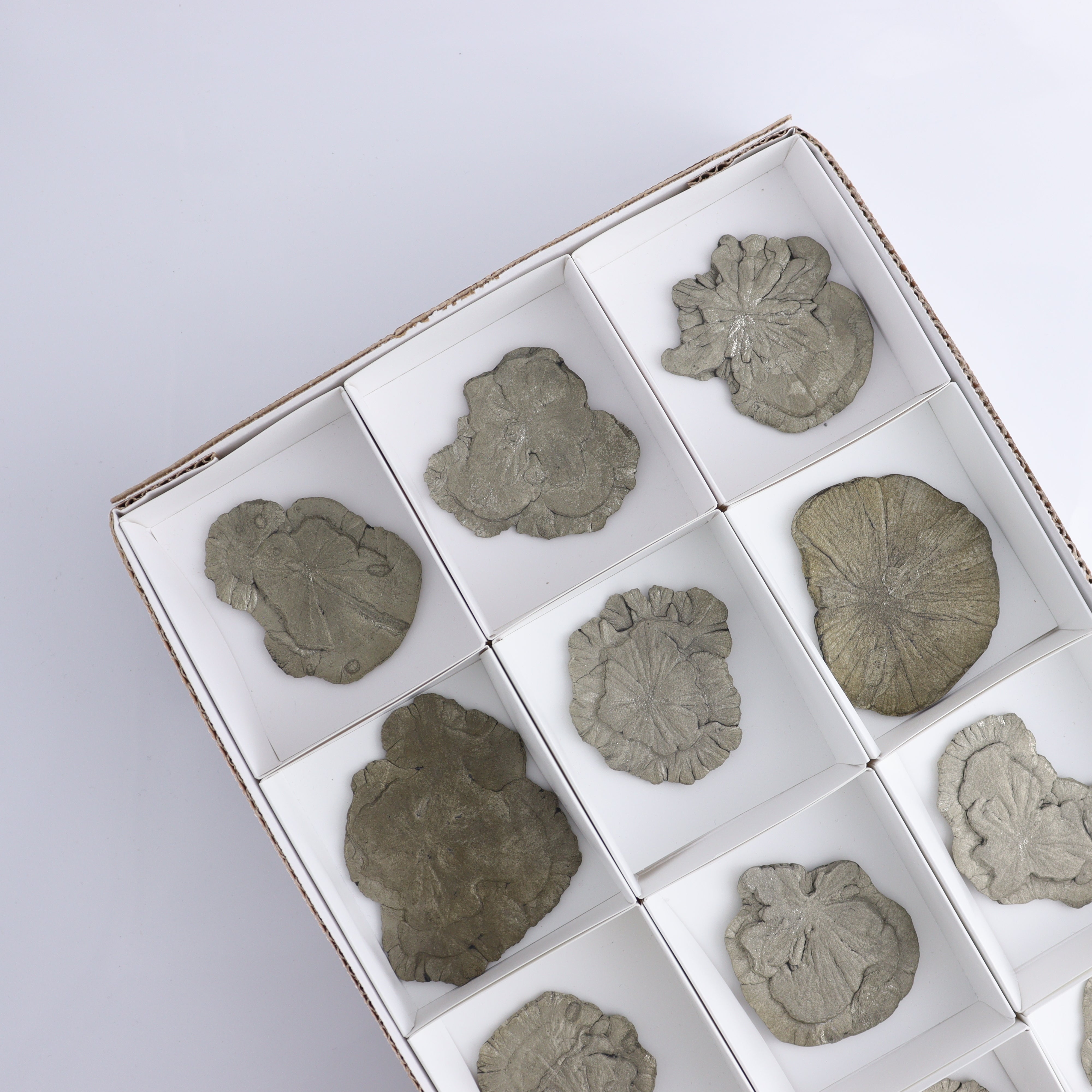 Pyrite Suns Flat of 12 – Mi Esperanza Minerals