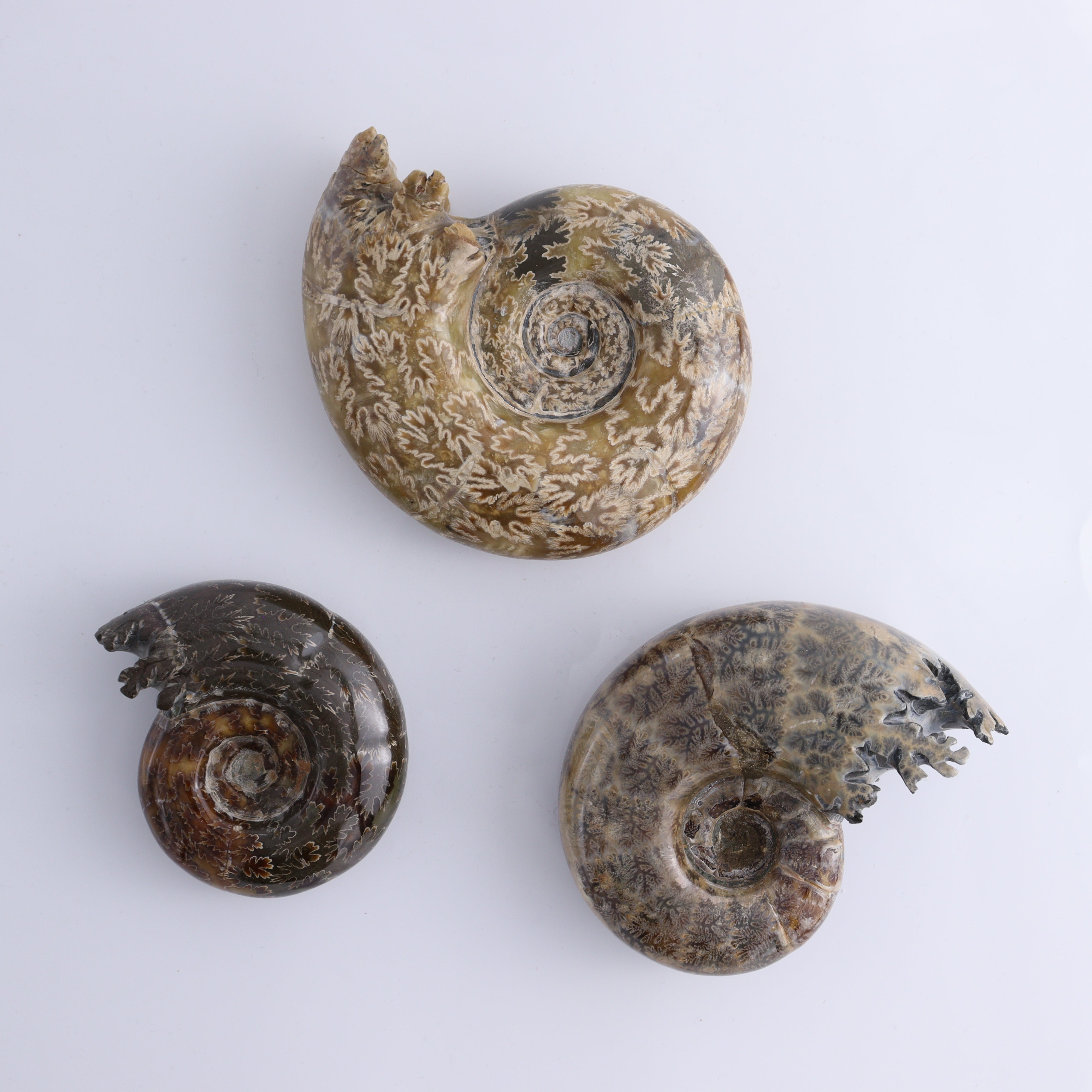 Agate Shells Set of 3 – Mi Esperanza Minerals