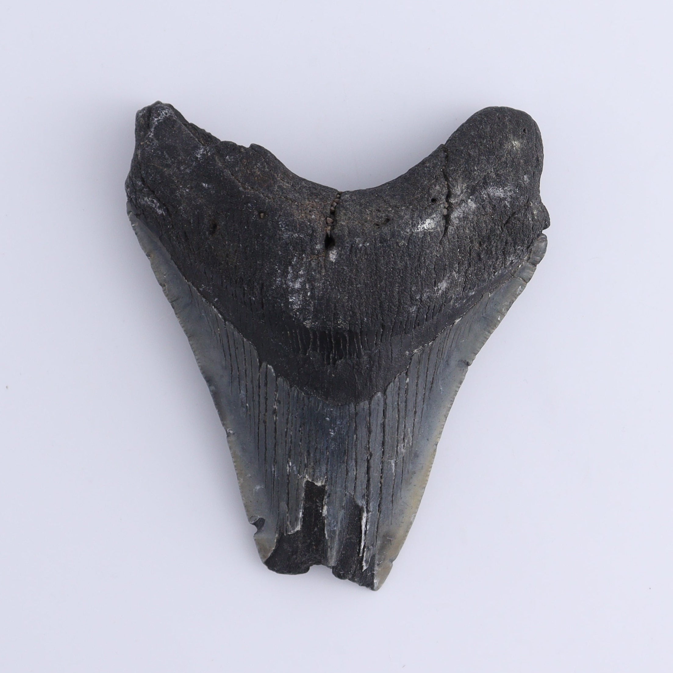 Megalodon Teeth Set of 2 – Mi Esperanza Minerals