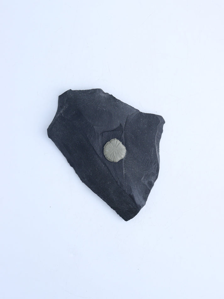 Pyrite Sun Slab | Wholesale Crystals Vendor – Mi Esperanza Minerals