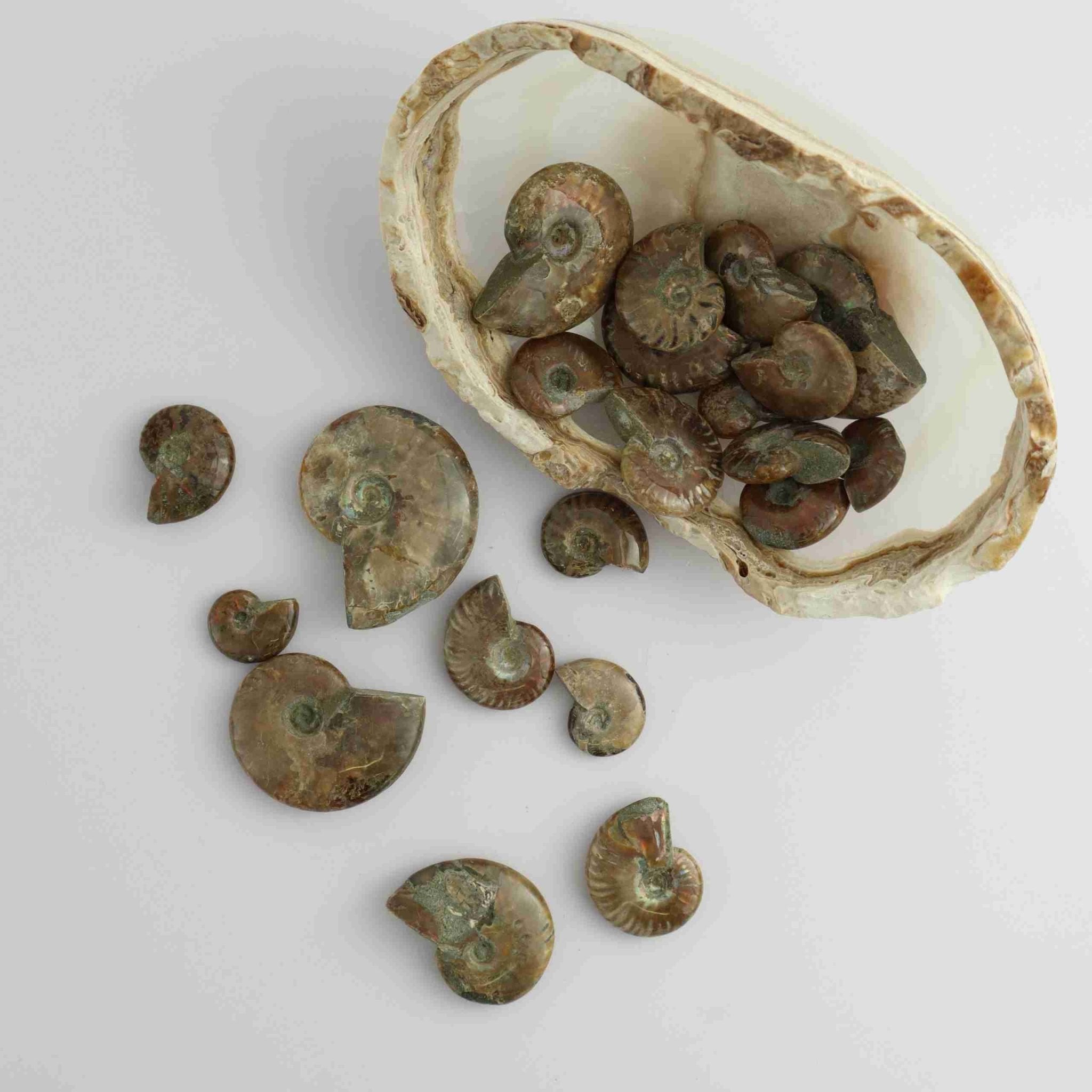 500g Red Ammonite | Wholesale Crystals Vendor – Mi Esperanza Minerals